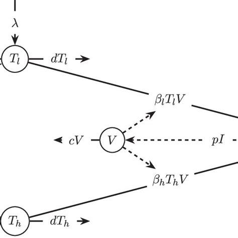 Schematic Diagram Of Viral Dynamics After Infection Is Initiated