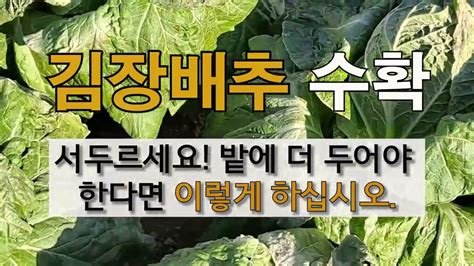 김장 배추 수확 서두르세요 밭에 더 두어야 한다면 이렇게 하십시오 김장배추 수확하기 김장 배추 보관 방법 Youtube