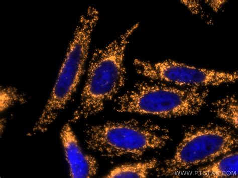 Tom20 Antibody Cl555 11802 Proteintech