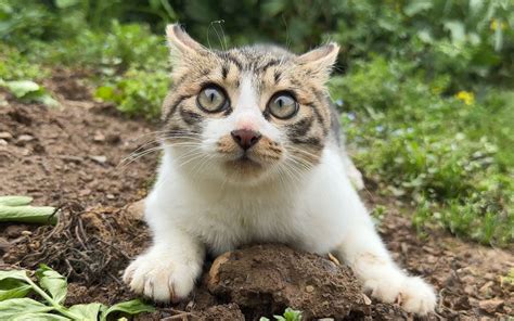 小伙伴中招住院它成了留守猫 蒙面鸟哥 蒙面鸟哥 哔哩哔哩视频