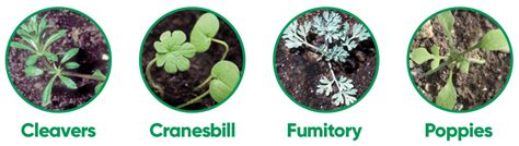 Get Set For Spring Broad Leaved Weed Control Farmers Weekly