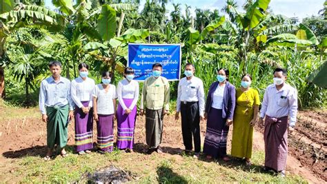 မော်လမြိုင်မြို့၌ မိုးရာသီ တိရိစ္ဆာန်အစာပင် Taykuan တေခူယံမြက်စိုက်ပျိုး Information And