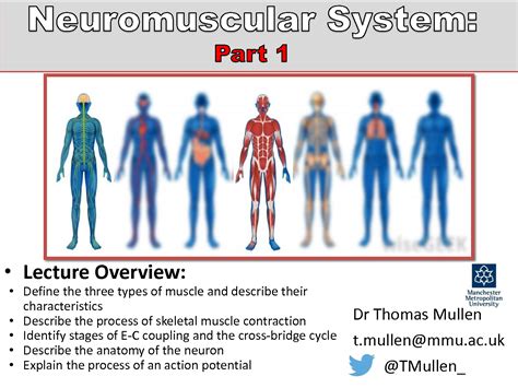 SOLUTION Neuromuscular System Part Student Copy Studypool