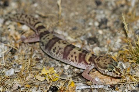 Western Banded Gecko Diet