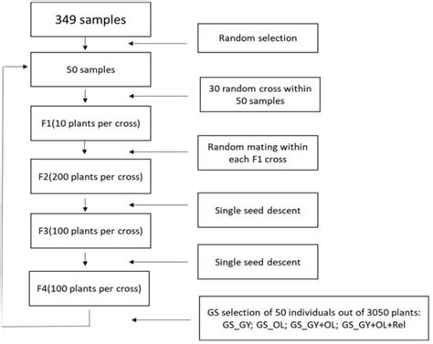 Plants Free Full Text Genetic Gain And Inbreeding In Different Simulated Genomic Selection