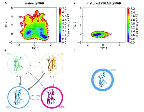 Free Energy Surfaces And Markov State Models Of The Apo Naive And