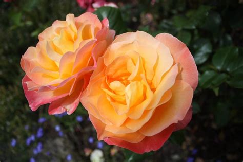 무료 이미지 자연 꽃잎 꽃 무늬의 장미 꽃 노랑 플로라 꽃들 플로리 분다 매크로 사진 꽃 피는 식물 정원 장미 장미 가족 육상 식물 장미의 주문