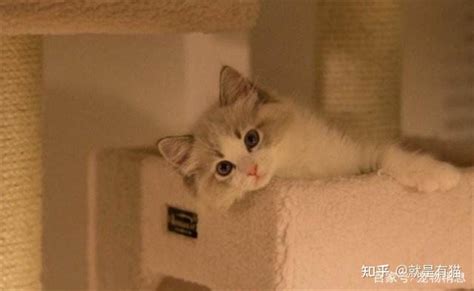 布偶猫真的好养吗不要相信那些谎言它有5大缺点 知乎