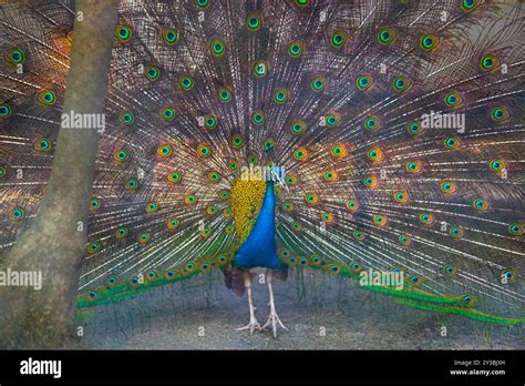 A Beautiful Male Peacock With Expanded Feathers Peacock In Full Bloom