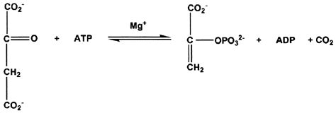 Phosphoenolpyruvate Structure