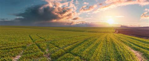 CropEnergies To Continue Operations At UK Plant Despite Cost Pressures Biofuels International