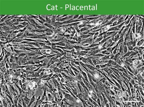 Cat Placenta Derived Mesenchymal Stem Cells Male Jangocell