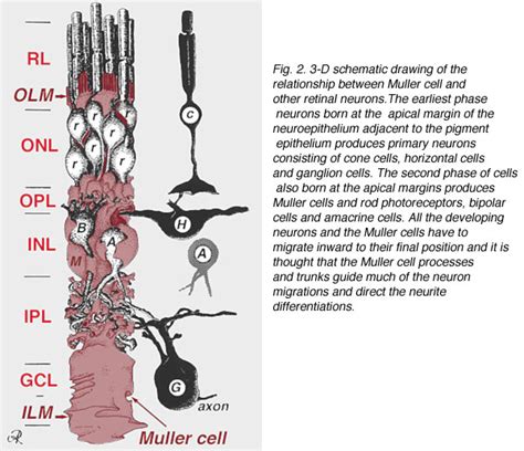 Glial Cells Of The Retina By Helga Kolb Webvision