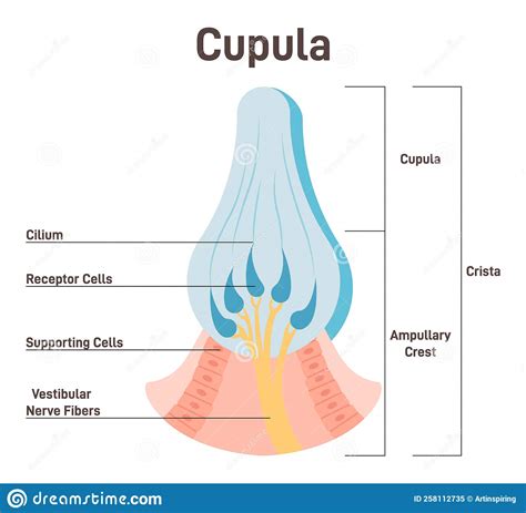 Vestibular System Anatomy And Inner Ear Medical Structure Outline Diagram Cartoon Vector