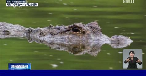 멸종위기종 양쯔강 악어 개체 수 안정적 증가