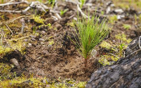 Tree Planting Map National Forest Foundation