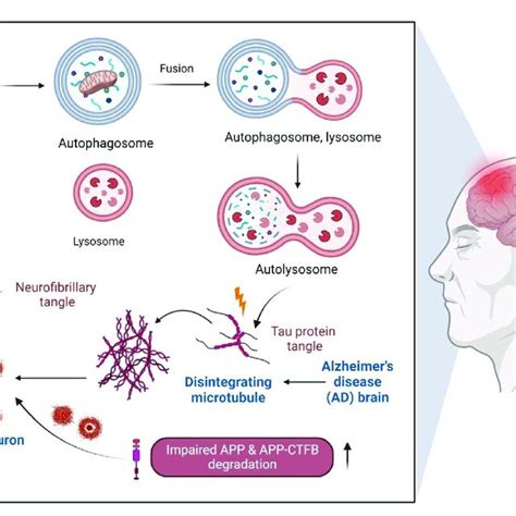 Dysfunction Of Autophagy Lysosome Pathway In Ad Download Scientific Diagram