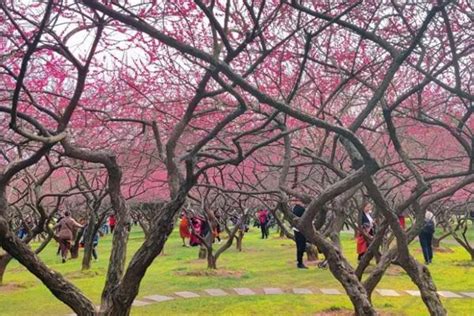 2022长沙橘子洲梅花开了吗 橘子洲梅花在哪个区域 旅泊网