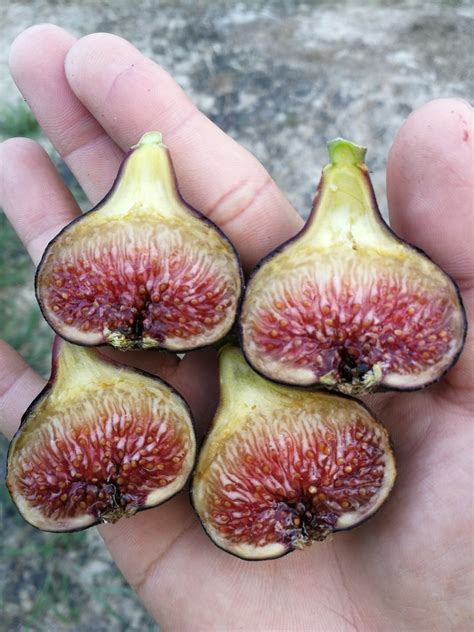 ต้นพันธุ์ สวนมะเดื่อฝรั่ง คุณรุจน์ อ บางระจัน จ สิงห์บุรี