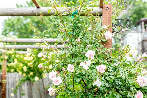 Climbing Roses On Fence Climbing Roses Wildwood Outdoor Living