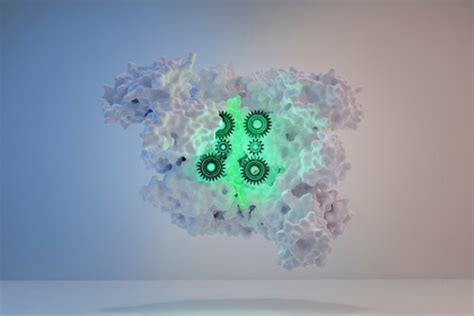 Scientists Visualise The Final Touch To Ribosome Maturation Research Institute Of Molecular