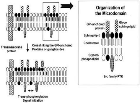 Schematic Representation Of The Organization Of The Microdomains