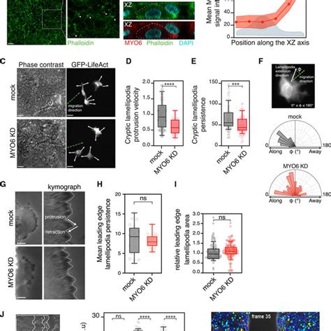 Myosin Vi Coordinates Cryptic Lamellipodium Dynamics In Follower Cells Download Scientific