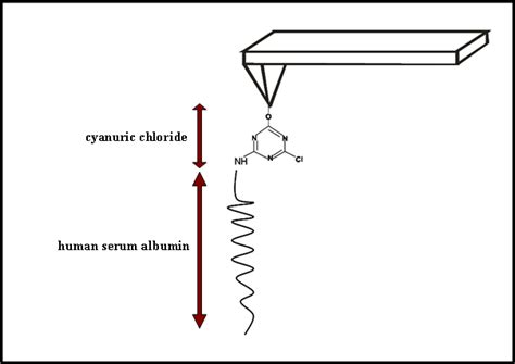 A Representation Of The Chemistry Used For Covalent Binding Of Hsa To Download Scientific