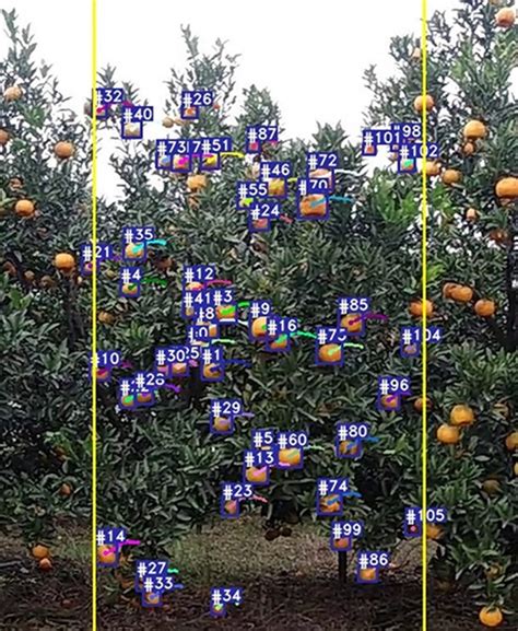 Deep Learning Based In Field Citrus Fruit Detection And Tracking Pmc