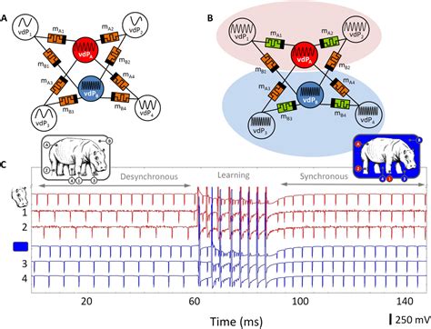 Memristive Stochastic Plasticity Enables Mimicking Of Neural Synchrony Memristive Circuit