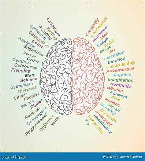 lateralization cartoons illustrations and vector stock images 62 pictures to download from