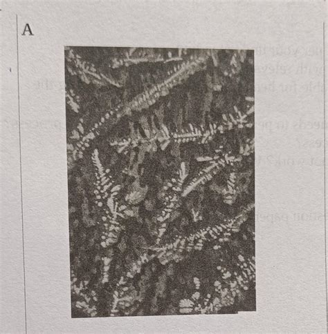 Solved Q1 Following Are Four Real Microstructures Propose
