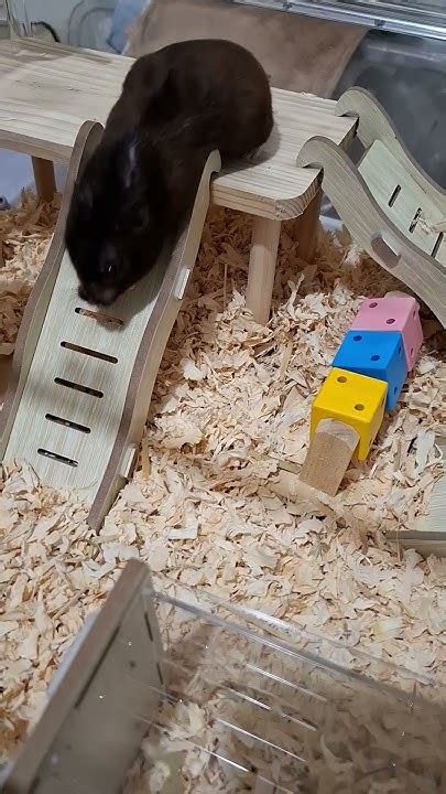 黃金鼠 倉鼠日常 黑寶小妞 一團黑 電動屁屁推土機還有可愛的小美腿和明眸～ Youtube