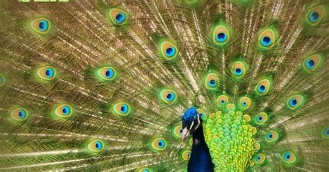 Skating In The Garden In High Heels Under My Alb AdventUs SEX