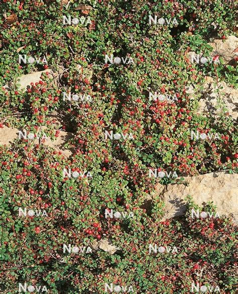 Cotoneaster Procumbens Streibs Findling