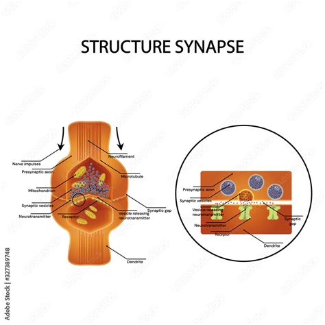 Synaptic Transmission Structure Synapse Anatomy Of The Neuron Synapse Vector Illustration