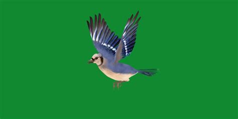 Blue Jay Bird Flippednormals
