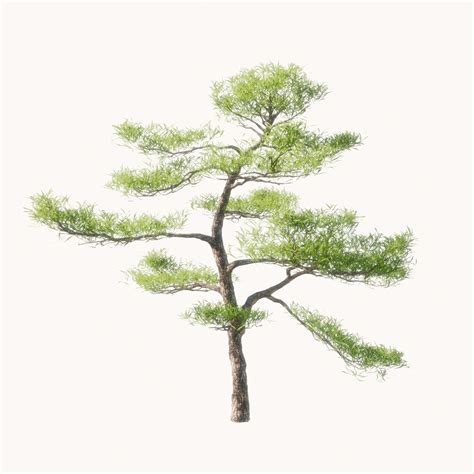Free Sketchup Tree Sketchup Models Enscape Vray
