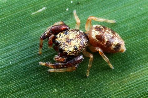 Salticidae Salticinae Minus Ant Mimics