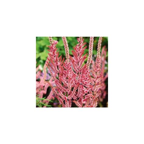 Statice Suworowi 03 G Bouqut Sec