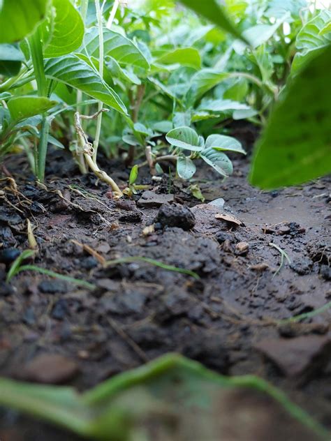 잔디 자연스러운 토양 Pixabay의 무료 사진 Pixabay