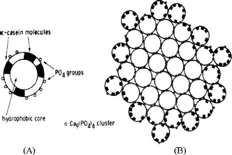 [pdf] Casein Micelle Structure A Concise Review Semantic Scholar