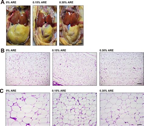 Effects Of Dietary Supplementation Of Are On Fat Deposition In
