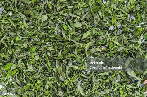 민트 자연 및 유기 신선한 민트 사진 건조 건조 말린된 박하 수프를 만들기 위해 사진에 민트 소스를 건조 건조에 민트 식사 박하 사진으로 넣어 건강의 조건 0명에 대한 스톡