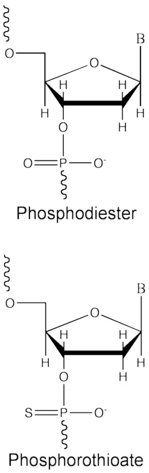 Modification Of The Phosphate Backbone The Substitution Of A Download Scientific Diagram