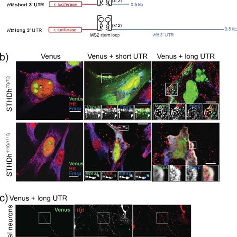 Wild Type And Mutant Htt Proteins Associate With Htt Mrna A Htt Download Scientific Diagram