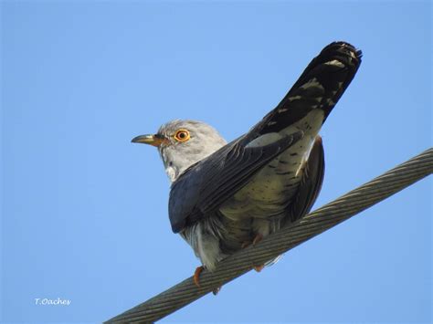 Pasari Din Romania Cucul 1 Cuculus Canorus