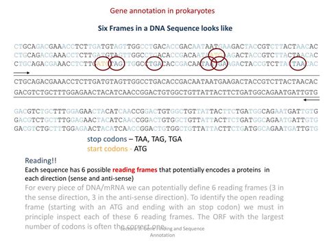 Ppt Gene Finding And Sequence Annotation Powerpoint Presentation Free Download Id 3156732