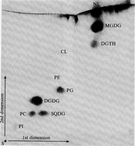 A Typical Two Dimensional Thin Layer Chromatogram Showing The