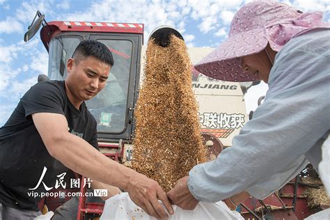 河南：抢收小麦 确保颗粒归仓 时事新闻 胡杨网2023 兵团胡杨网 新疆兵团新闻门户